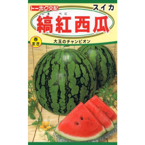縞紅西瓜（しまべに）肥大性に優れ作りやすく、7kg前後にもなる安定した栽培特性の大玉スイカ。糖度は高く、繊維質を感じさせない歯ざわりの良いシャリ感で食味は極めて良い。第４種郵便で４袋まで、送料７３円です。●地域別の蒔き時を２枚目以降の画像で...