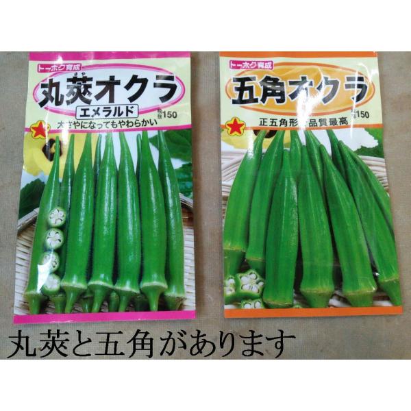 丸さやと五角があります。選んでください　丸莢オクラ　エメラルド抜群にやわらかい丸莢。側枝の発生もあり、多くの収穫が期待できます　五角オクラ鮮やかな緑色でやわらかい高品質の五角莢。安定した着果の早生種　　●地域別の蒔き時を３枚目以降の画像で必...