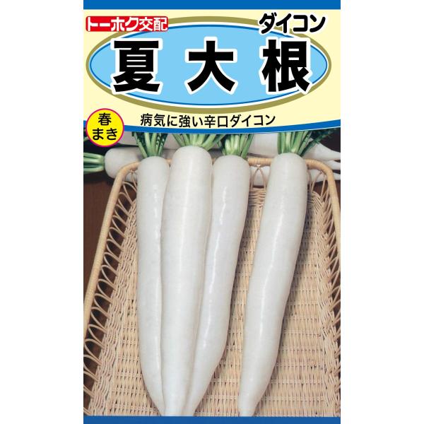 夏大根病気に強い辛口大根暑さに強く春にタネをまいて夏に収穫する品種で、根はくさび型で細長く、肉質硬く辛味の強い大根です。とう立ちの心配が少なく、病気にも強いので栽培は容易です。  第４種郵便で４袋まで、送料７３円です。　●地域別の蒔き時を２...