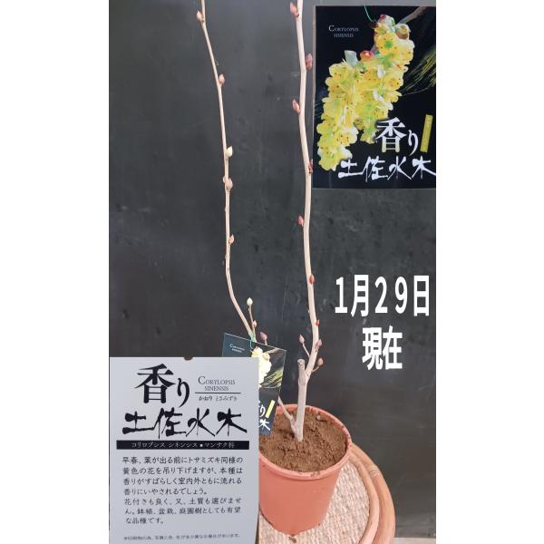 　直径１３ｃｍの鉢に入り、高さ約９０ｃｍです。　ハナミズキと同じで、早春の葉が出る前に黄色い花が咲かせ、良い香りがします。　花付がよく、土質も選びません。　Ｒ７年４月２５日現在 花は、散っています。　写真は、Ｒ７年１月２９日現在です。　蕾が...