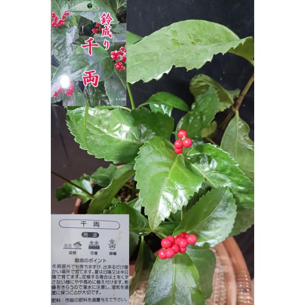 直径１２ｃｍの鉢に入り、高さ約４５ｃｍです。　赤い実が付いています。　日陰に強く丈夫な植物です。　写真は、Ｒ８年１月７日に撮影したものです。お問合せ頂ければ、２４時間以内に注文された場合送れる商品の写真送ります。　めでたい　縁起物　　