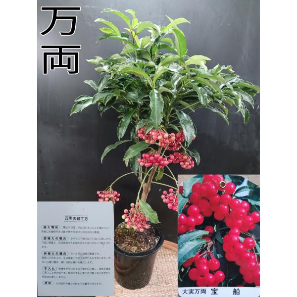直径１５ｃｍの鉢に入り、高さ約７０ｃｍです。　お正月には、欠かせない植物です。縁起物です。玄関などに飾ると、お正月らしくなります。　庭植えにしても良いです。写真は、Ｒ７年１２月７日に撮影したものです。お問い合わせ頂ければ、２４時間以内に注文...