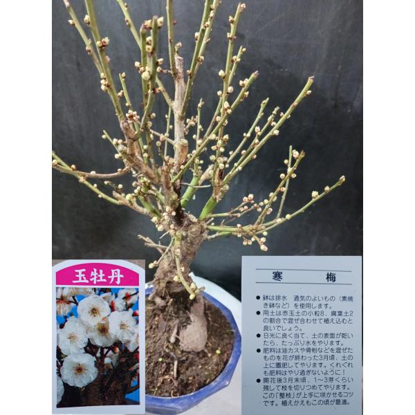 白い梅の玉ボタンです。幹は太いです。鉛筆との写真ありますので、見比べて下さい。６寸（直径約１８ｃｍ）入り高さ約５０ｃｍです店頭販売もしていますので、売り切れることもあります。ご了承下さい。植物ですので、見本とは、違います。ご了承下さいお問合...