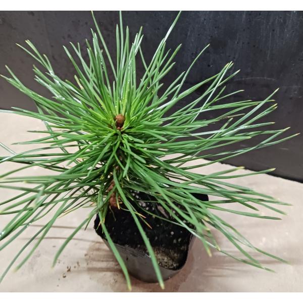 直径約９ｃｍに入り、高さ約２０ｃｍです。このままで、盆栽風で育てるもよし、大きく育てるも良いと思います。また　お正月用の寄植えに利用されている方もおられます。 最近は、苔玉用に買っていかれる人もおられます。写真は、R７年１１月１４日に撮影し...