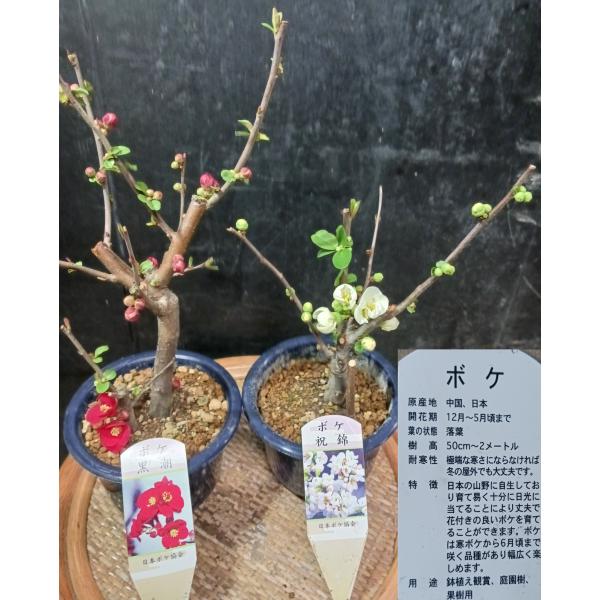 直径１２ｃｍの鉢に入り、高さ約３５ｃｍです。蕾付きのボケの花です梅と同じく春を告げる花です黒潮、祝錦の２種類です店頭販売も行っていますので、欠品もあります。ご了承下さい梅と同じような育て方で育てて下さい。写真は、Ｒ８年１月１１日に撮影したも...