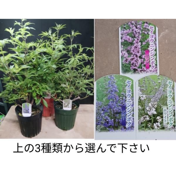 ニンジンボクの名は、この葉が、チョウセンニンジン（Panax ginseng）に似ることに由来します直径約１８cmの鉢に入り、高さ約７０cmです。写真は、６月７日現在です。　お問合せ頂ければ、２４時間以内に注文があった場合に、送れる商品の写...