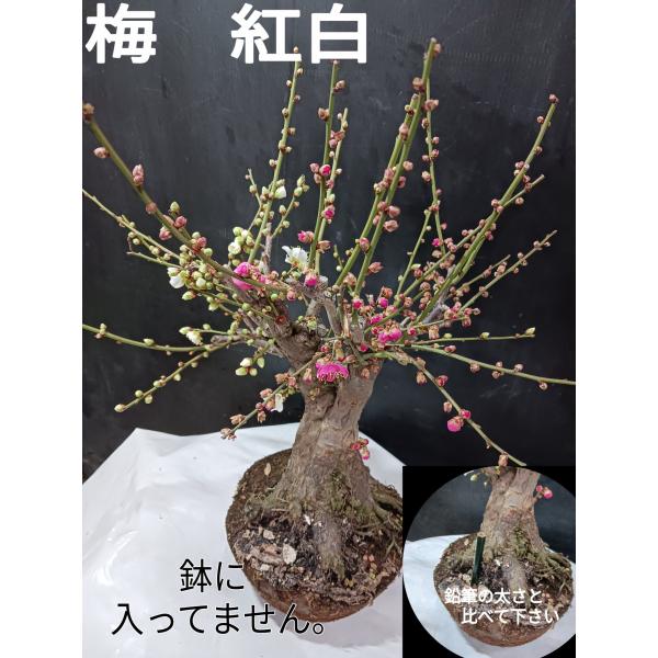 白と赤野花が咲きます。白が咲く木に赤が挿し木してあります。幹は、太いです。写真の鉛筆と比べて下さい。全てに蕾がたくさん着いています。鉢は付いていませんが、直径約１８ｃｍの土に入り、高さ約１５ｃｍです。植物ですので、植物の状態が見本と少し違い...