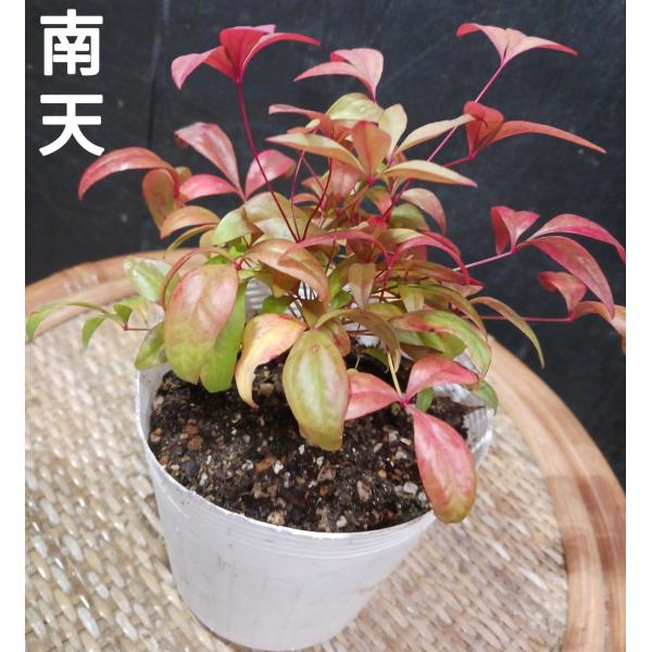 　高さ約２０ｃｍで、直径約１０cmのポット鉢に入っています　難を転じると言う言葉から南天は、縁起物として、よく家のどこかに植えられています。　また　紅葉が鮮やかなお多福南天なので松竹梅のにも利用されます この写真は、Ｒ８年１月１１日に撮影し...