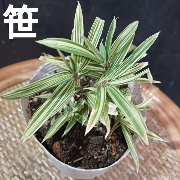 高さ約１５ｃｍです。直径約１０cmのポット鉢に入っています。涼しげで和風に合う植物です。お正月の寄せ植えにも使われます。耐寒性、耐暑性がある強い植物です。観葉植物としても利用できます。写真は、R８年１月１５日現在です。お問合せ頂ければ、２４...