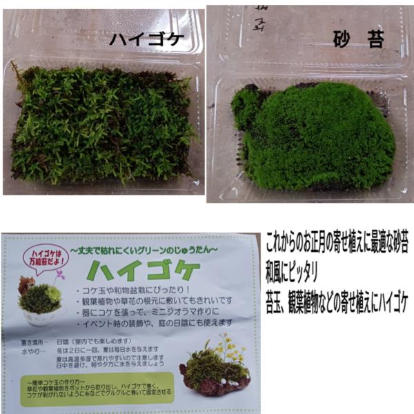 縦１０cm　横１７cmプラスティック製のトレーに入っています。日陰に置き、乾く前に水を与えてください。耐寒性がありますが、霜に当てないでください。苔玉、草花の根元に、苔リュームの作成、正月の寄せ植えなどと色々利用して下さい。　あなたのそばに...