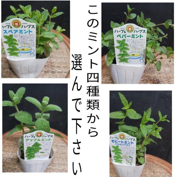 ミント４種です。ハーブ スペアーミント  ペパーミント アップルミント  モヒートミント 少しおおきな鉢に植え替えてください。部屋の窓辺、明るい玄関に置くと、良い香りがします。草丈１０〜２０ｃｍです。直径９ｃｍのビニール鉢に入っています。　...