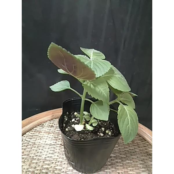 直径９ｃｍの鉢に入っています。当店のある生野は、在日の人が多く、韓国野菜には、うるさいです。毎年多くの人が買っていかれます。「最近は、葉の裏が青いものがあるが、茶黒いのが、本物だ」と言って買って行かれます。写真は、R８年４月７日現在です。３...