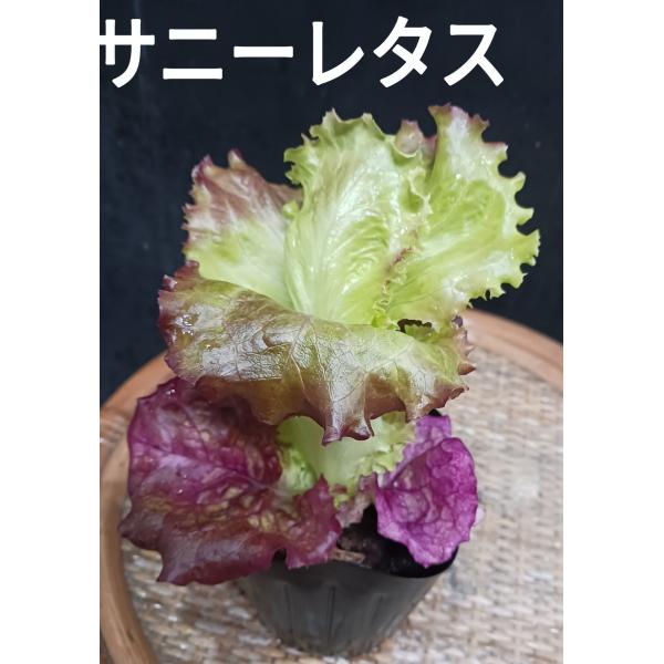 直径９ｃｍのポットに入っています。２個まで同じ送料です初心者にも育てやすく、栄養価も高くて、お手軽に自宅で家庭菜園を楽しめます。キッチンの窓辺で育てて、新鮮なレタスを料理に使っている人もいます　写真は、R８年４月１５日に撮影したものです。　...