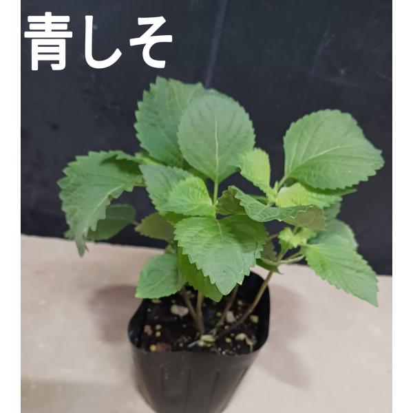 直径９ｃｍの鉢に入っています。刺身やてんぷらの添え物として利用され、強勢で暑さにも強く作りやすいです。当店のお客さんも、少しづつ取って料理などに利用されています。　ラベルは付きません。３個まで同じ送料です。６個以上の場合プログラム上高い送料...