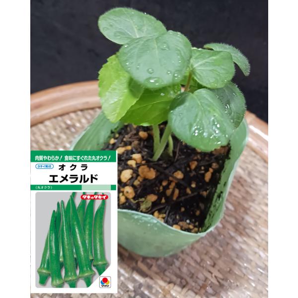 直径９ｃｍの鉢に入っています。鉢の色が変わる事があります植物は、常の変化します。写真は、５月２１日現在です問い合わせいただければ、２４時間以内に注文があれば送れる商品の写真をお送りします。３個まで同じ送料です。ハイビスカスの仲間ですので、窓...