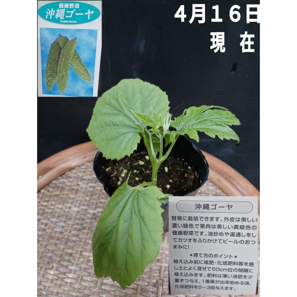 直径９ｃｍの鉢に入っています。大きく育ててください果長が２５〜３０ｃｍのゴーヤです。耐暑性に優れ果揃いがよく作りやすいです。葉がよく茂るので夏の遮光によく使ってられます。　写真は、R８年４月１６日に撮影したものです。　なお　ラベルは、付いて...