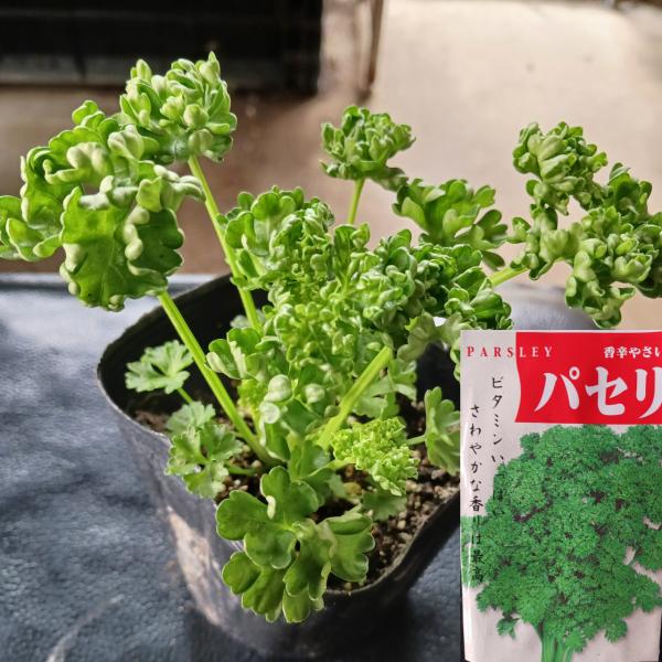 直径９ｃｍの鉢に入っています。育てやすい野菜です。２個まで同じ送料ですキッチンガーデン 台所の窓際 でも育てられます。パセリは、年中育てられる野菜ですビタミン、カロチン、カルシュウムが豊富に含まれる栄養野菜です消化促進効果もあり、揚げ物など...