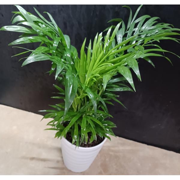 　直径約１２ｃｍの鉢に入り、高さ約４０ｃｍです。　２個まで同じ送料です。　写真は、R７年１１月１４日に撮影したものです。　お問合せ頂ければ、２４時間以内に注文があった場合に送れる商品の写真を送ります。　低光量の環境でも育つため室内やオフィス...