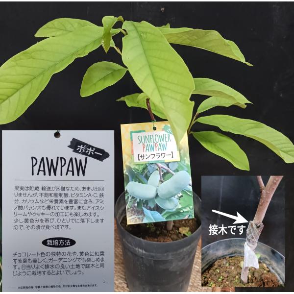 直径約１５ｃｍの鉢に入ってます。高さ約５０ｃｍです。写真にあるように接木です。お問合せ頂ければ、２４時間以内に注文いただけたら送れる商品の写真を送ります。無農薬で育ててますので、葉に少し穴などがありますが、ご了承下さい＊ご近所で取りに来られ...