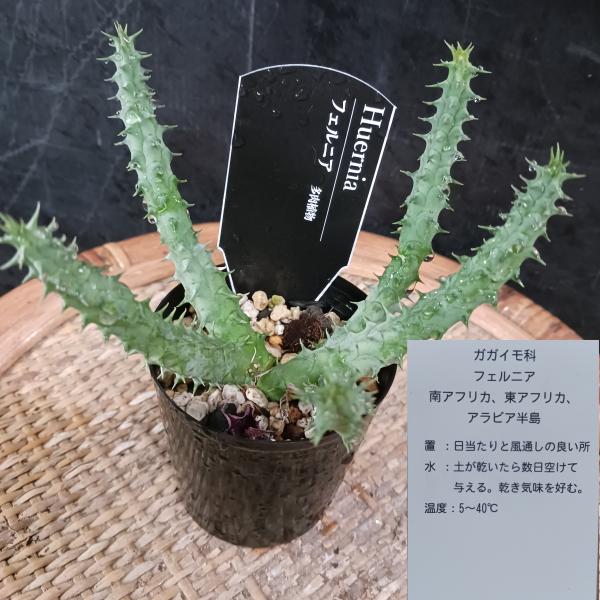 直径約７〜８ｃｍの鉢に入ってます。アフリカの多肉植物です。変わった小さな花が咲きます。どんな花が咲くかは、お楽しみです。興味のある方は、「フェルニア」で検索して下さい形は、色々ですので、お問合せ頂ければ、２４時間以内に注文があった場合に送れ...