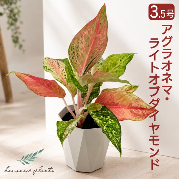 【発売日：2026年07月24日】アグラオネマ・ライトオブダイヤモンドは、東南アジア原産の観葉植物で、鮮やかなピンクとグリーンが織りなす美しい葉色が魅力の品種です。 一枚一枚異なる斑模様が個性を生み出し、お部屋を華やかに彩ります。丈夫で育て...