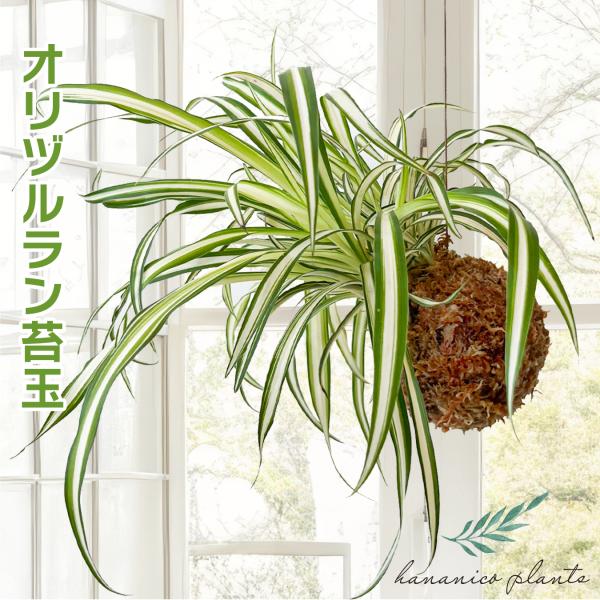【発売日：2026年02月12日】手のひらサイズのオリヅルラン苔玉。ふんわり広がる緑と白のストライプの葉、垂れ下がる子株の可愛らしい姿は、見ているだけで癒されます。吊り下げても棚に置いてもおしゃれ♪【空気清浄効果】NASAの研究では、オリヅ...