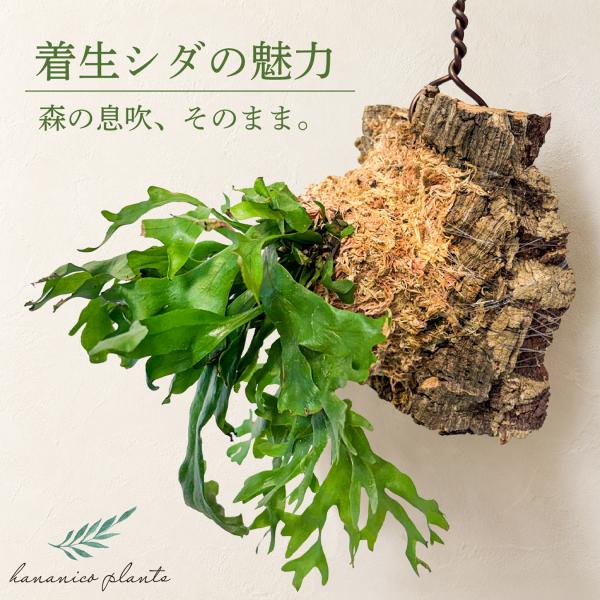 【発売日：2026年08月02日】☆フリルのように波打つ葉が魅力ピロシア・ロンギフォリアは、東南アジアからオセアニアの熱帯・亜熱帯地域を原産とする着生シダです。樹木や岩に着生して育ち、軽やかに波打つ葉が人気の植物です。☆天然コルクのナチュラ...