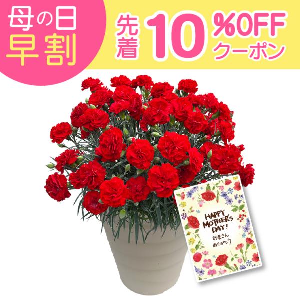 母の日ギフトでは定番の人気商品、鉢花カーネーションですが、こちらは特大サイズの8号鉢！産地は群馬県の館林・板倉地区です。直接仕入れた、新鮮なお花の鉢植えをお届けします。商品内容カーネーション8号鉢レッド（カンタービレ）、母の日メッセージ入り...