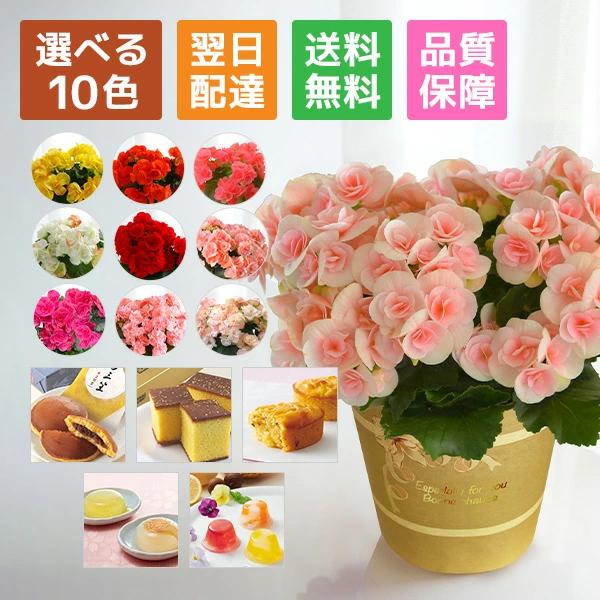 【発売日：2025年02月20日】・商品内容リーガース4.5号鉢、ペーパー鉢カバー(受皿付き)、育て方のしおり選べるグルメの種類：文明堂どら焼き、日光カステラ、中島大祥堂 こがね芋、中島大祥堂 吉野の葛餅、中島大祥堂 キュートセレクション、...