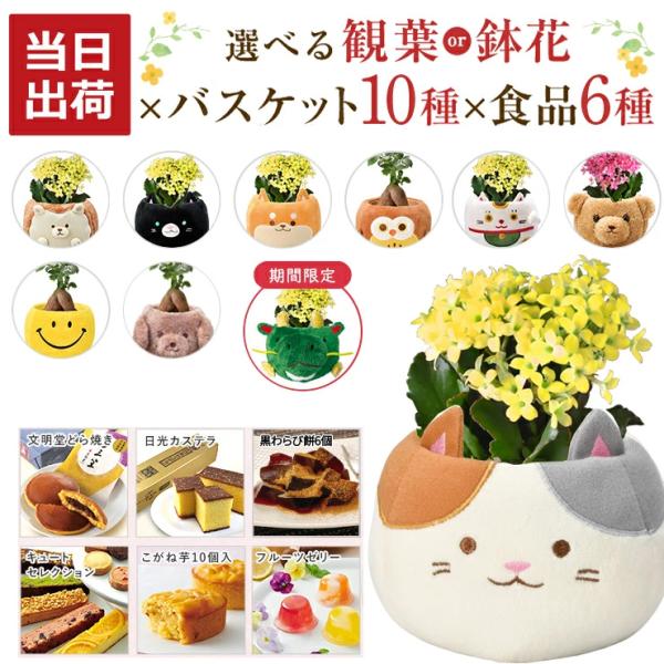 ●商品内容植物・お花の種類：ガジュマル3号ポット鉢植え・カランコエ3号鉢植えの内の1種セット品：アニマルバスケット、育て方のしおり※カランコエの花色は、レッド系、ピンク系、オレンジ系、イエロー系のおまかせになります。●商品サイズガジュマル：...