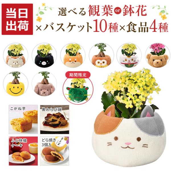 ●商品内容植物・お花の種類：ガジュマル3号ポット鉢植え・カランコエ3号鉢植えの内の1種セット品：アニマルバスケット、育て方のしおり※カランコエの花色は、レッド系、ピンク系、オレンジ系、イエロー系のおまかせになります。●商品サイズガジュマル：...