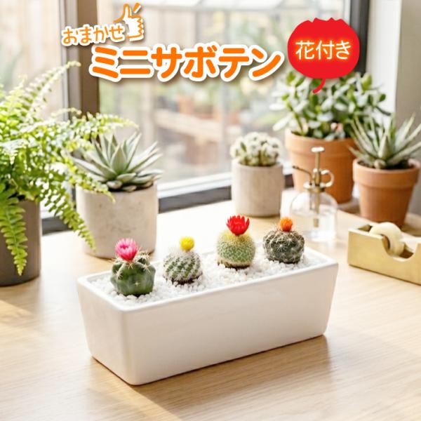【発売日：2026年05月03日】●商品内容花付ミニサボテンおまかせ4種類、陶器鉢、育て方のしおり●商品サイズ陶器鉢：幅約15cm×奥行約5cm×高さ約5cm●お届け日についてご注文の5日目以降でお届け日をご指定ください。※お急ぎの場合はお...