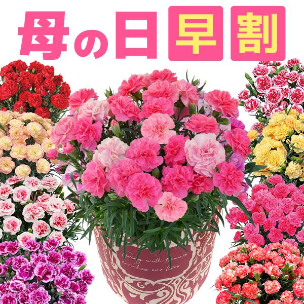 母の日ギフトでは定番の人気商品、鉢花カーネーションですが、限定生産品種。珍しい色合いが楽しめるカーネーションを集めました。お母さんのお好みに合わせてプレゼントして下さい！産地は群馬県の館林・板倉地区です。直接仕入れた、新鮮なお花の鉢植えをお...