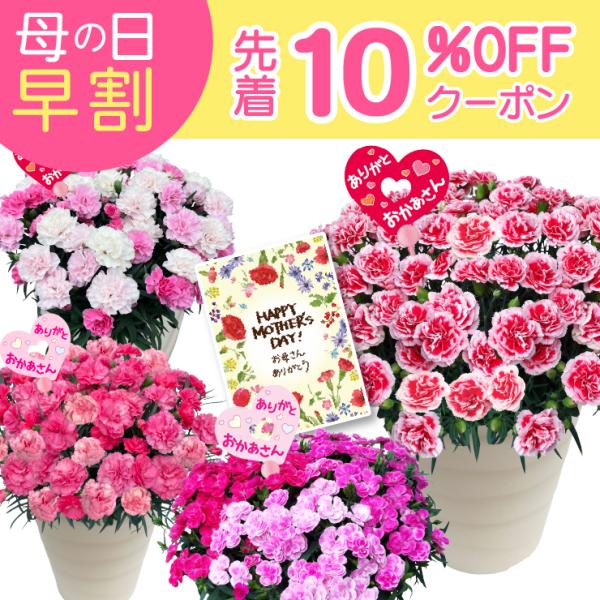 商品内容カーネーション7号鉢（スイーツ3色植え又はいちごホイップ又はさくらもなか大株仕立て）、お母さんありがとうウサギさんピック、母の日メッセージ入りお手入れガイド※つぼみ又は、つぼみを含んだ状態でお届けいたします。商品サイズ◆スイーツ 幅...