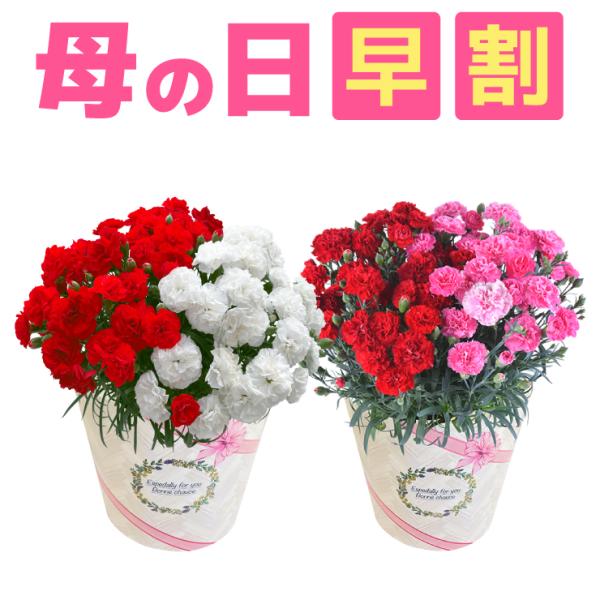 商品内容カーネーション6号鉢、バスケット、母の日メッセージ入りお手入れガイド選べる品種レッド＆ホワイトレッド＆ピンク※つぼみを含んだ状態でお届けいたします。※母の日メッセージ入りお手入れガイドは、カーネーション・百合 アジサイ・ガーデニア・...