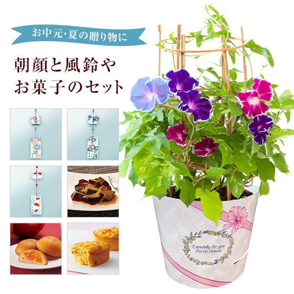 ●商品内容あさがお6号鉢、バスケット、育て方のしおり※つぼみの状態でお届けします。※花色はミックス咲きになります。●お花の大きさ幅25cm、高さ約50cm●お届け期間ご注文の5日目以降でお届け日をご指定下さい。※お急ぎの場合はお問い合せくだ...