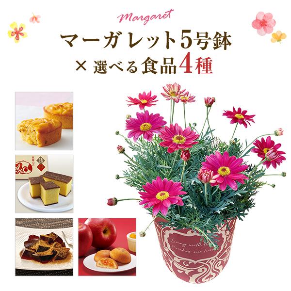 ●商品内容花鉢：マーガレット5号鉢植え「シンプリーコーラル」、ペーパー鉢カバー(受け皿付)、育て方のしおり※つぼみを含んだ状態でお届けいたします。セット品：こがね芋、日光カステラ、黒わらび餅、ふじ林檎ケーキの内1品●商品サイズマーガレット ...