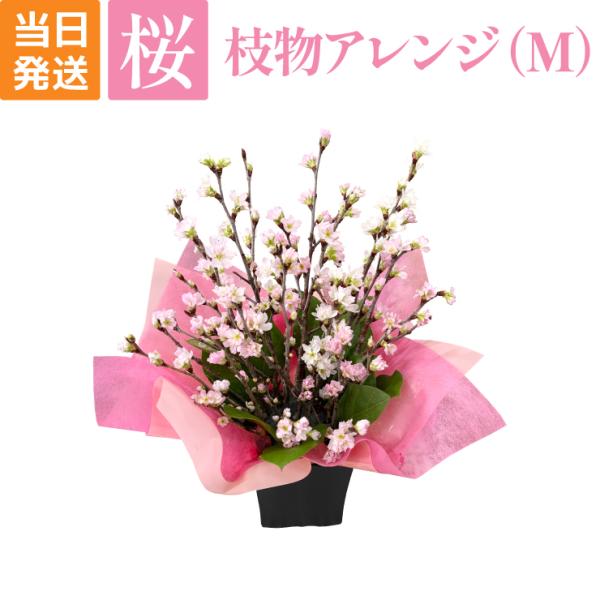 ■商品内容アレンジメント、お手入れのしおり※桜はつぼみ〜3部咲き程度を目指して出荷を行っておりますが、入荷時の状態、気候、温度等の状況により、つぼみが固い場合や3分咲き以上でお届けとなる場合がございます。予めご了承の上ご購入ください。■商品...