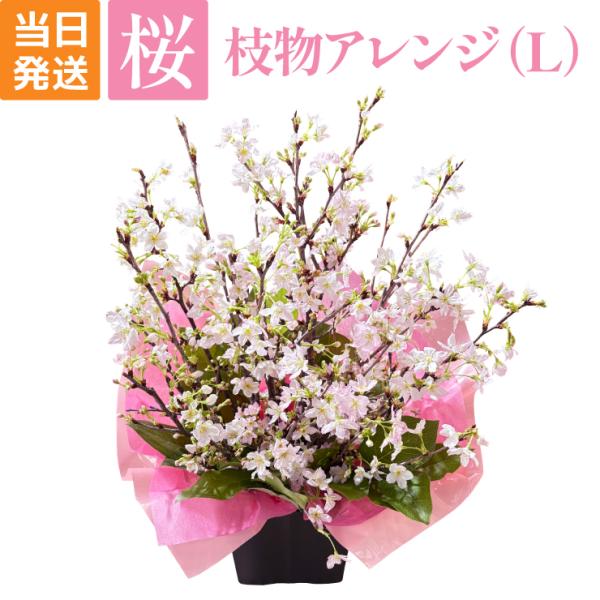■商品内容アレンジメント、お手入れのしおり※桜はつぼみ〜3部咲き程度を目指して出荷を行っておりますが、入荷時の状態、気候、温度等の状況により、つぼみが固い場合や3分咲き以上でお届けとなる場合がございます。予めご了承の上ご購入ください。■商品...