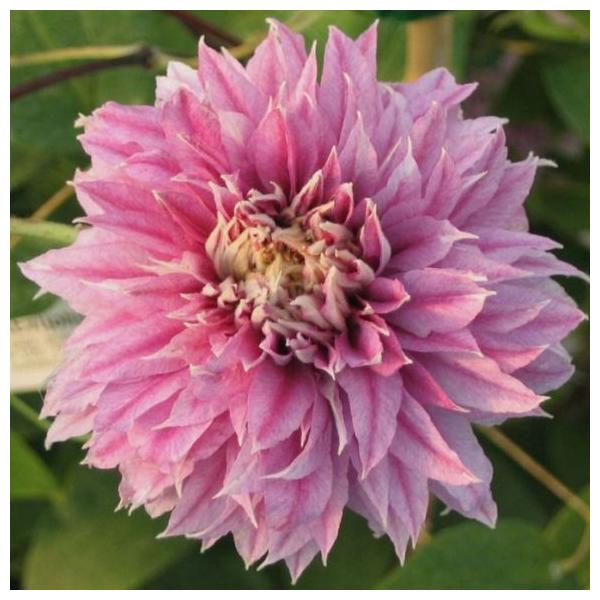 ジョセフィーヌは柔らかなピンクで花びらが非常に多く豪華で美しい花を長期間楽しめます。 非常に花つきが良くたくさんの花を楽しむことができるレイモンドコレクションのひとつ。 丈夫で育てやすいのも嬉しい。 比較的コンパクトな生育ですので鉢植えでも...