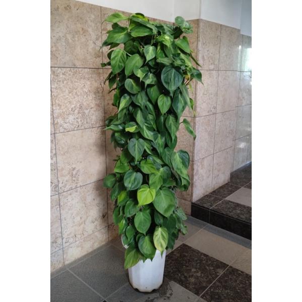 育てやすい観葉植物「オキシカルジウム（フィロデンドロン）」の鉢植えです。見栄えのするタワー仕立てです。ポトスのようなハート型の葉がキレイで、育てやすいので、観葉植物初心者さんやギフトにもおすすめです。水やりは普通の観葉植物よりも少なめで大丈...