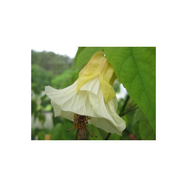 ■販売単位：１苗■苗の状態：9cmポット未開花■植物丈：時期、品種により違いあり〇品種の特徴■花の大きさ：小（4〜6cm）　■花数：普通■株の姿：中程度の大きさ（10号鉢に1株植えて、春〜秋で丈が50cm〜1mいかないぐらい）■枝の分岐：茂...