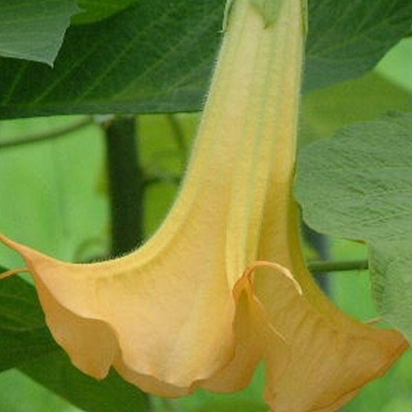 ■販売単位：１苗■苗の状態：9cmポット未開花■植物丈：時期、品種により違いあり〇品種の特徴※枝が長く伸びるタイプの植物なので、梱包の段階で剪定をしてお送りする場合があります。※画像は目安です。画像よりも苗の丈が大きい、または小さい場合もあ...