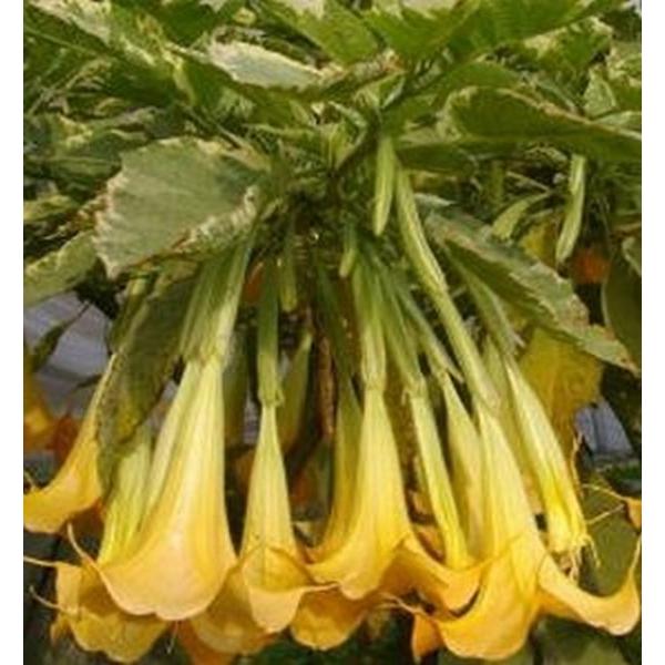 ■販売単位：１苗■苗の状態：9cmポット未開花■植物丈：時期、品種により違いあり※枝が長く伸びるタイプの植物なので、梱包の段階で剪定をしてお送りする場合があります。※画像は目安です。画像よりも苗の丈が大きい、または小さい場合もあります。■成...