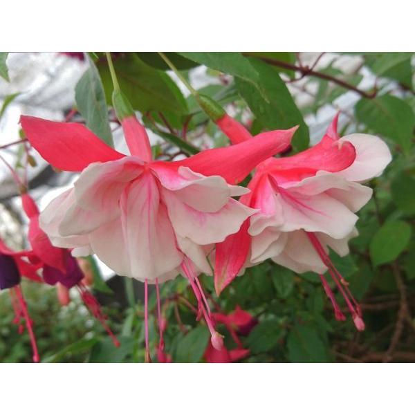 ■販売単位：１苗■苗の状態：9cmポット未開花■植物丈：時期、品種により違いあり〇品種の特徴■咲き方：セミダブル〜ダブル　■花の大きさ：大　■花数：普通■ガクの色：ピンク〜赤　■花弁の色：ピンクに赤い脈　■花色の変化：なし■枝が伸びる方向：...