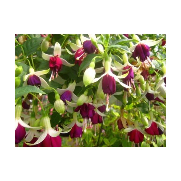 ■販売単位：１苗■苗の状態：9cmポット未開花■植物丈：時期、品種により違いあり〇品種の特徴咲き方：シングル　■花の大きさ：中〜小　■花数：普通■ガクの色：白　■花弁の色：紫　■花色の変化：咲き進むにつれ赤紫に■枝が伸びる方向：斜め上　■枝...