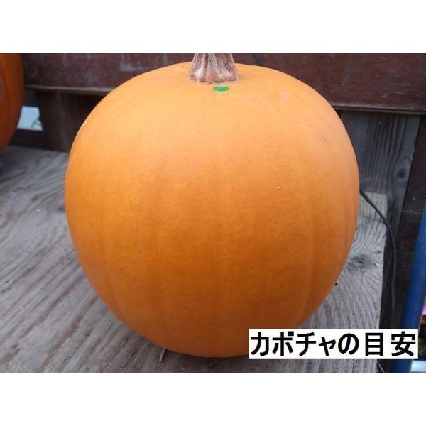 【発売日：2025年09月15日】サイズ 2kg 直径15-18ｃｍぐらい。発送目安：4個まで中サイズ、8個まで大サイズ。皮の厚みが程よく彫りやすく、子供でも持ち運び出来るジャックオランタン作りに最適なサイズです■販売単位：１個■注意点・着...