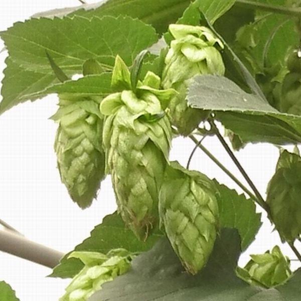 【発売日：2021年05月26日】Nugget：アメリカ種/初心者向け、日本で結実実績あり/ビタリング。生育の良さ、有効成分が激しく高く、病気の耐性もあることから、アメリカのホップ生産でも多くの作付面積を誇る ■サイズ：ポット苗■お届けする...