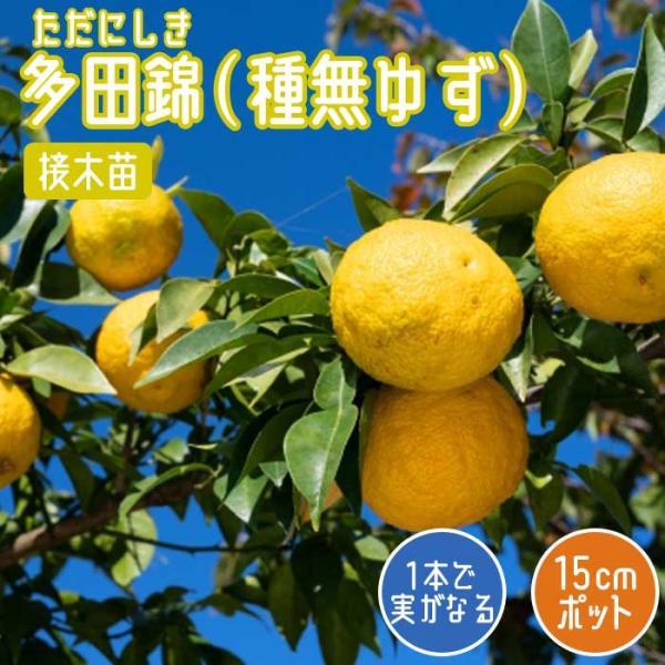 【発送時期の異なる商品とは同梱できません】発送時期が異なる商品を同時注文される場合、別送となるため追加で送料が発生します！発送時期については商品名・配送予定欄にてご確認いただくか、事前に同梱可能かお問合せください。※写真はイメージです。植物...