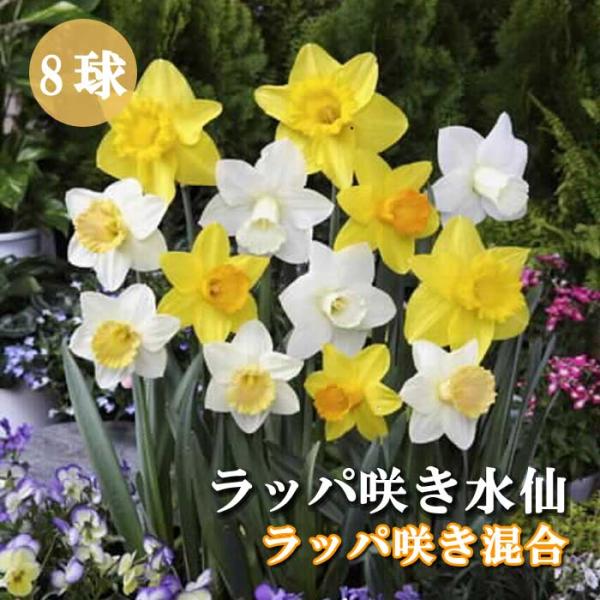 【発送時期の異なる商品とは同梱できません】発送時期が異なる商品を同時注文される場合、別送となるため追加で送料が発生します！発送時期については商品名・配送予定欄にてご確認いただくか、事前に同梱可能かお問合せください。※写真はイメージです。植物...